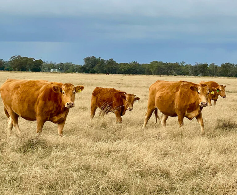 Bogan Red - Bogan Farms