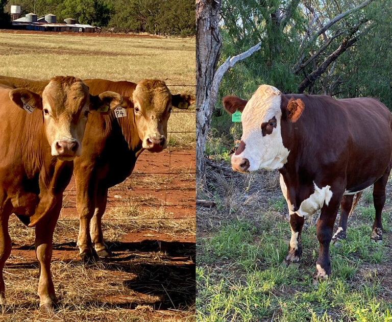 Bogan Red - Bogan Farms