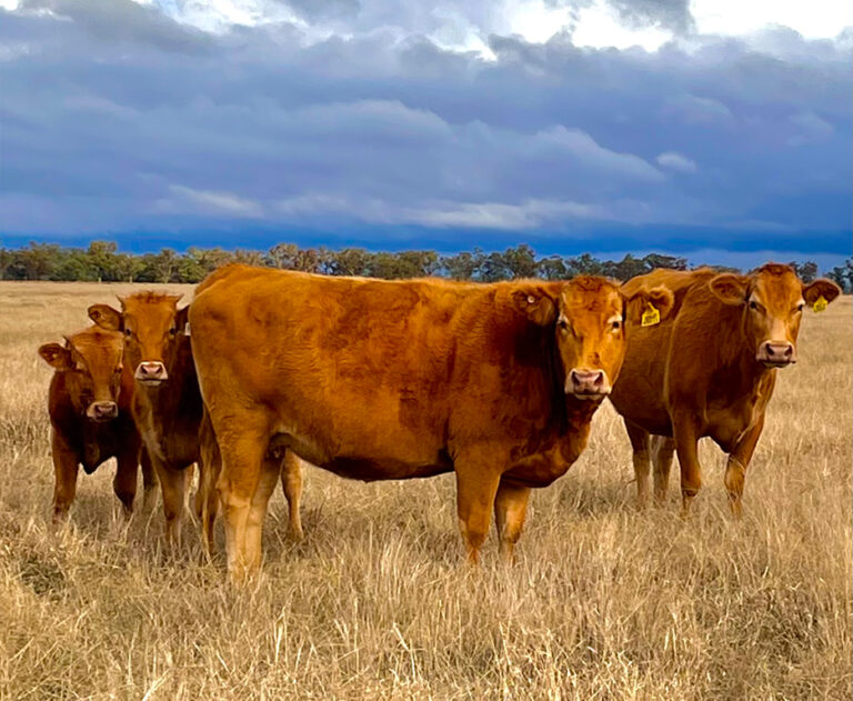 Our Ethics - Bogan Farms